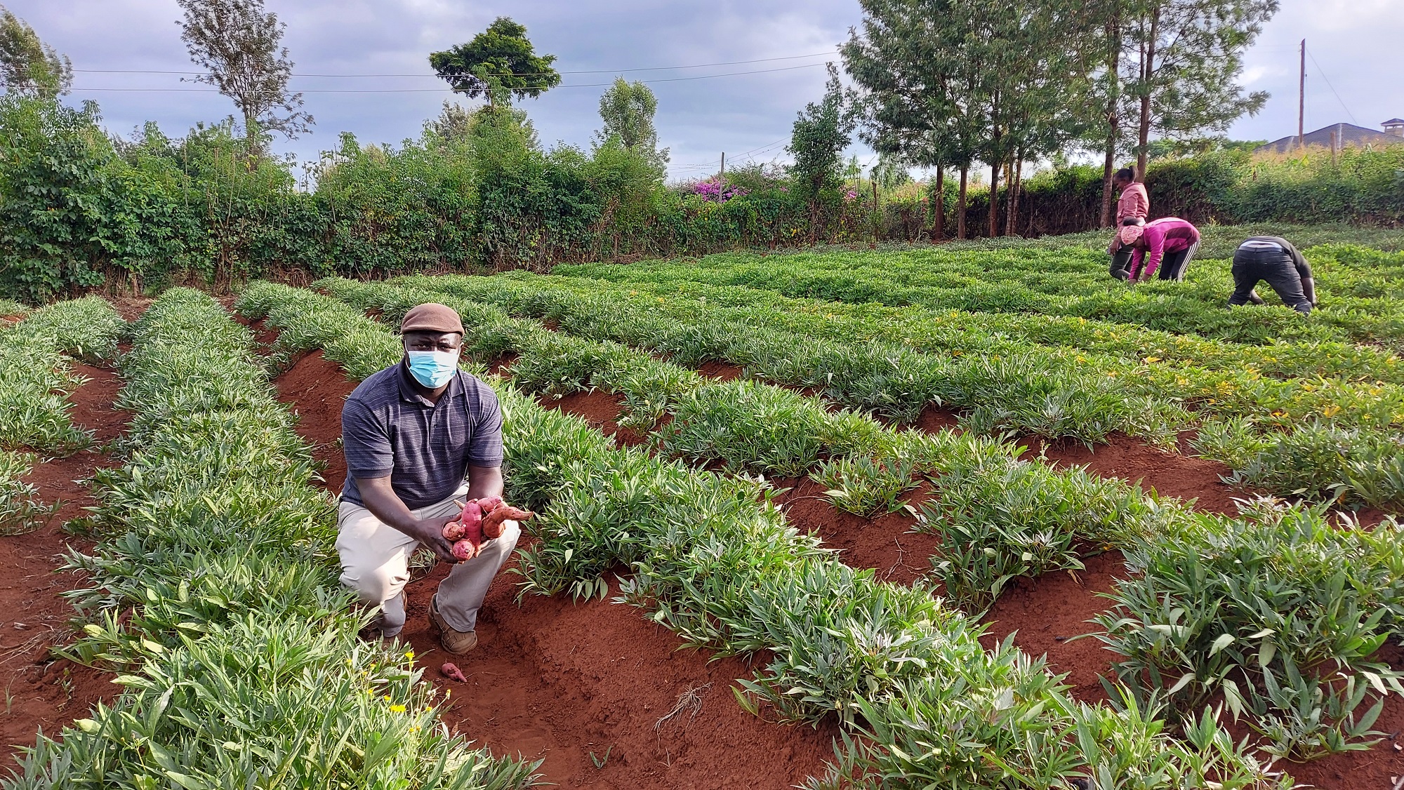 Growing potatoes in Meru county